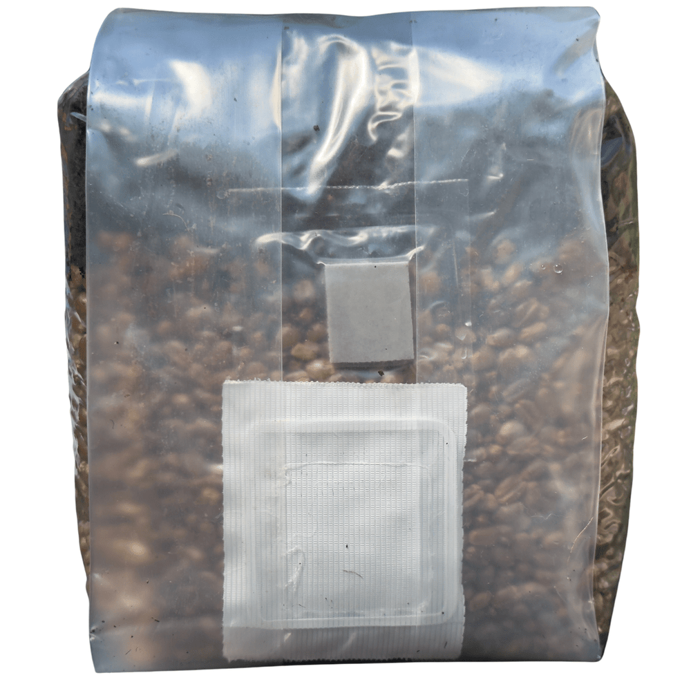 Best Mushroom Grain Spawn Bags | Sterile & Ready to Grow – Best ...